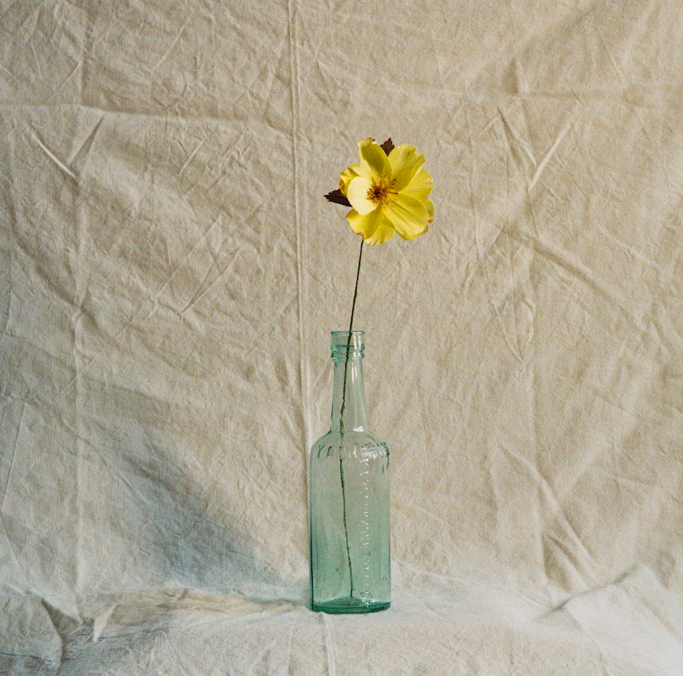 Folly & Bird - Wild rose, Paper – April 11